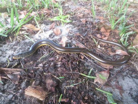 Eastern Glass Lizard Ophisaurus Ventralis Psychotic Nature