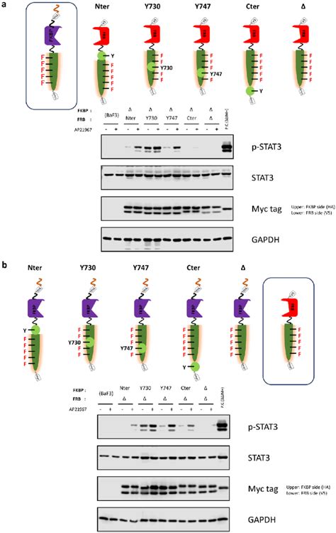 Investigating Positional Effects For A Tyrosine Motif The Investigating Positional Effects For A Tyrosine Motif The