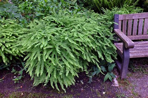 Adiantum Pedatum Pteridaceae