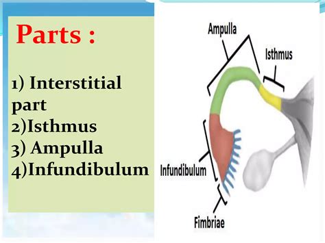 Female Reproductive System Pdf