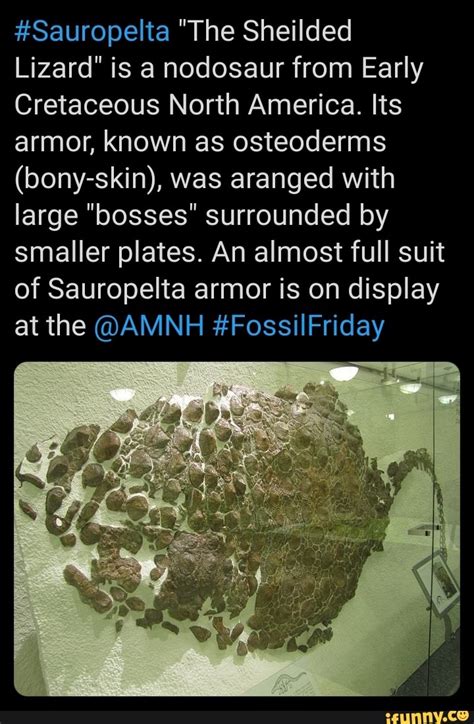 Sauropelta The Sheilded Lizard Is A Nodosaur From Early Cretaceous