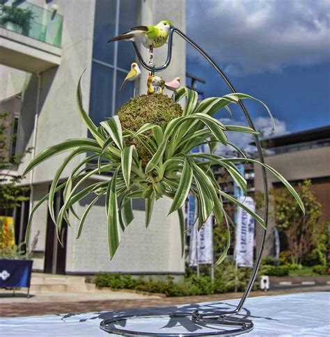 10 Jenis Tanaman Hias Gantung Buat Indoor Outdoor