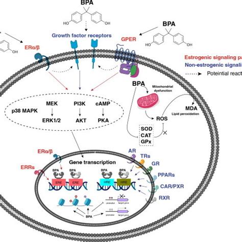 Schematic Diagram Shows The Estrogen Only Red Line Non Estrogen Only Download Scientific