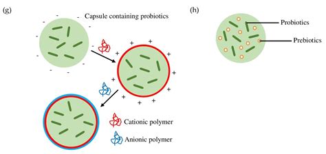 Encapsulated Probiotics For Non Dairy Food Applications Encyclopedia Mdpi