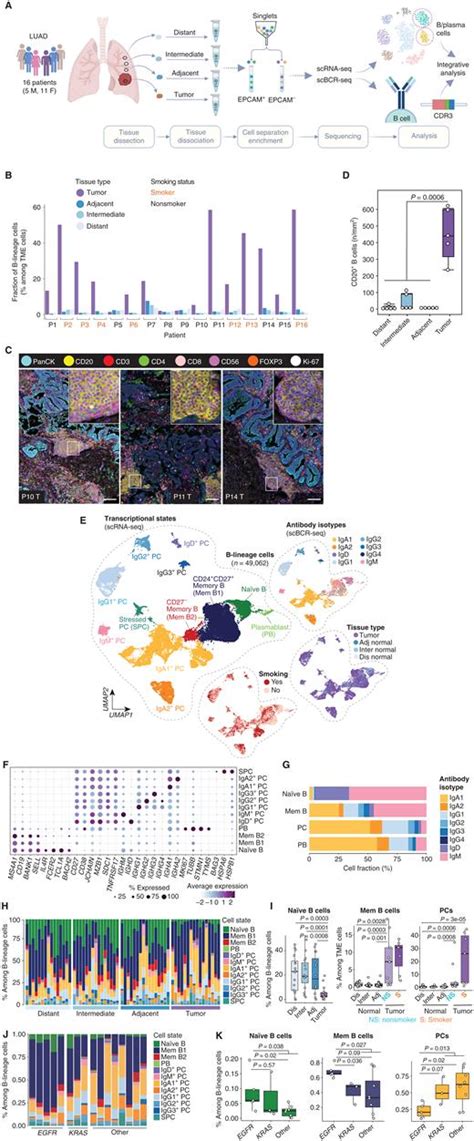 The Single Cell Immunogenomic Landscape Of B And Plasma Cells In Early Stage Lung Adenocarcinoma