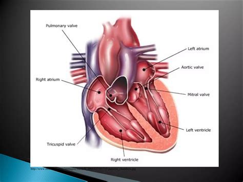 Sheep Heart Dissection Ppt