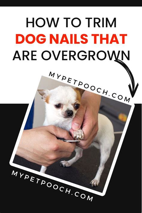 How To Trim Dog Nails That Are Overgrown Artofit