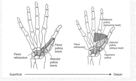 Hand Muscles Flashcards Quizlet