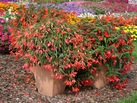Begonia Boliviensis World Of Flowering Plants