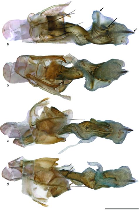 Macerated Male And Female Genitalia Structures Of Eupithecia Abbreviata