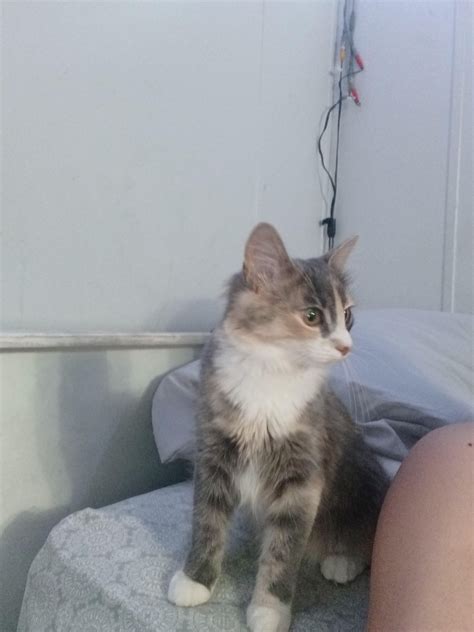 This Is Binx My Brothers Kitten Ra