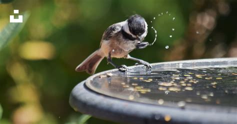 A Small Bird Is Drinking Water From A Bird Bath Photo Free Tacoma