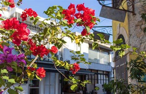 Best Hotels In Limassol Cyprus The Tiny Book