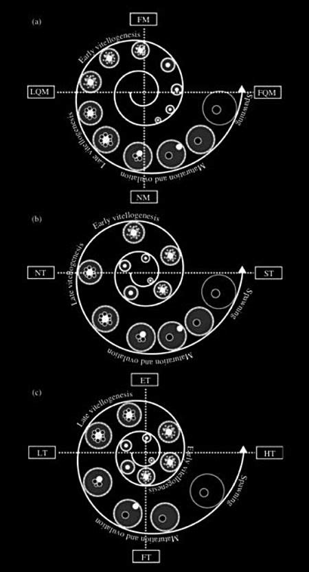 Relations Between The Fibonacci Series And Solar System Orbits There Is No Currently Accepted Relations Between The Fibonacci Series And Solar System Orbits There Is No Currently Accepted