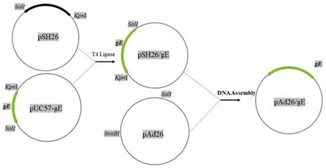 Immunogenicity In Mice Immunized With Recombinant Adenoviruses Expressing Varicella Zoster Virus
