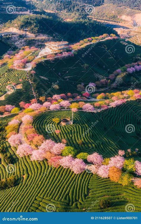 Aerial View Of Traditional Chinese Tea Garden With Blooming Cherry