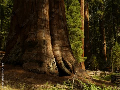 Foto De Trunk Of The General Sherman Tree The Largest Tree In The