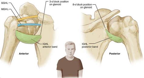 Shoulder Labral Tear Relevant Anatomy And Function Ashvin K Dewan Md