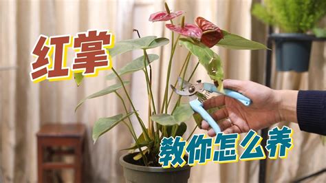 红掌怎么养？园艺师教你，红掌的详细养护技巧 Youtube