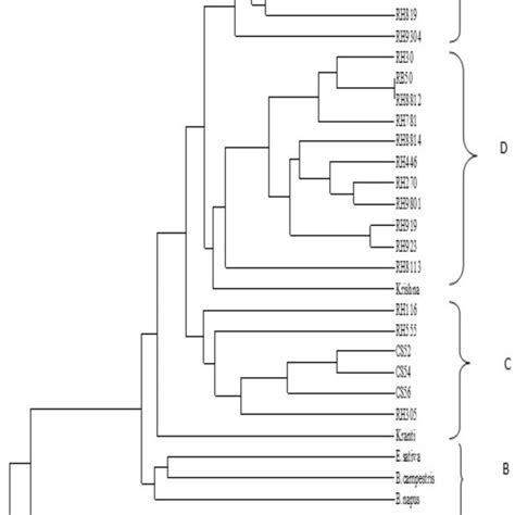 Dendrogram Constructed With Upgma Clustering Method For 30 Brassica Download Scientific Diagram
