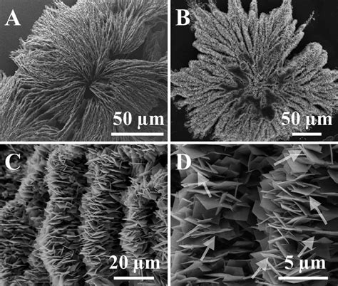 Sem Characterization Of A Spokewise Zno Strips And B Large