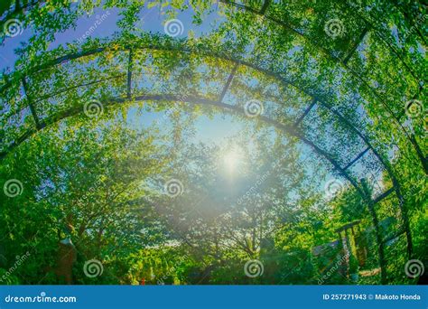 Plant Arch Green Arch Stock Image Image Of Leaves 257271943