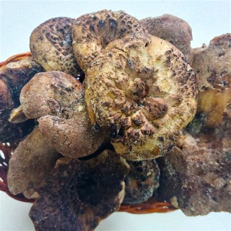자연산 냉동능이버섯 1kg 중국 티벳 자연산 냉동능이버섯 태산무역