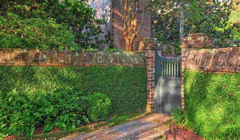Quais são os principais tipos de plantas rasteiras para jardim Entenda aqui