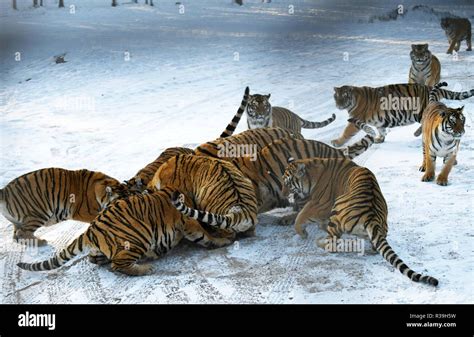 호랑이 무리 단체 낮잠 Mlbpark