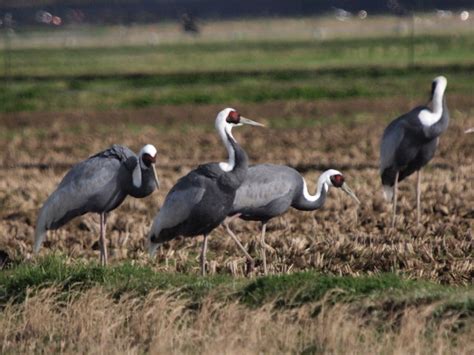 2014年2月9日 マナヅル真鶴 冬鳥 出水 鹿児島