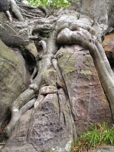 Biological Geography
