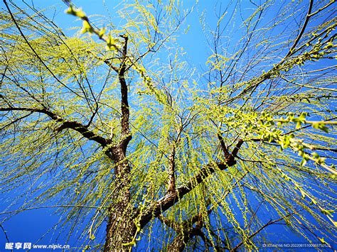 户外树木树枝绿叶摄影图 自然风景 自然景观 摄影图库 昵图网