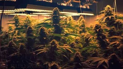 Autoflower 12 12 Light Cycle Maximizing Growth And Yield Dutch Seeds