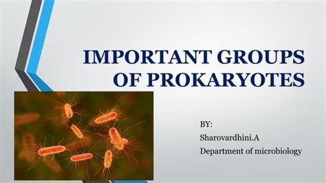 Important Groups Of Prokaryotes Bacteria And Archaea Its Subgroups