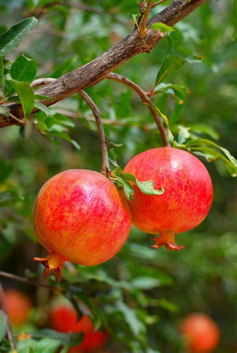 Nar Ili šipak Mogranj Kralj Jeseni Iz Dalmacije O čijoj Se Ljekovitosti Nadaleko Priča A Od