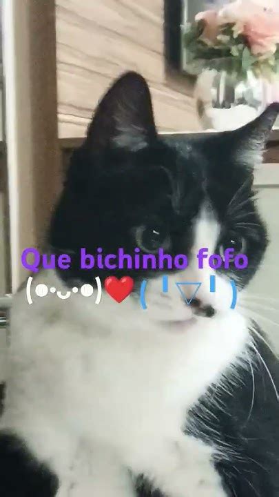 Minha Gatinha 💜 Youtube