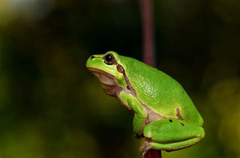 Jfrog Announces Jfrog Connect For Managing Iot Devices Itops Times