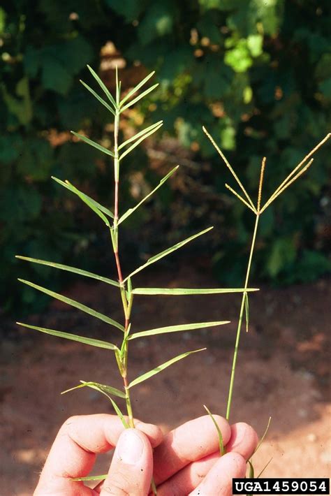 Cynodon Dactylon Bermuda Grass Go Botany