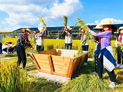 把课堂搬进田野 松江这个学校开启“一粒米的生命探索之旅”