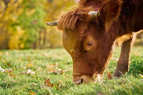 Premium Photo Brown Cow Grazing On Field Jersey Cow Eating Green