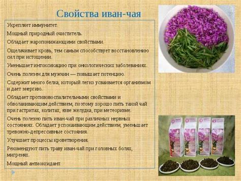 Лечебные свойства и противопоказания иван-чая для мужчин: как влияет на ...