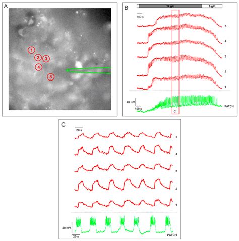 Sensors Special Issue Fluorescent Probes For Intracellular Imaging And Super Resolution