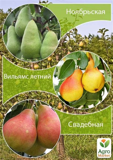 Дерево сад Груша Листопадня Вільямс Літній Весільна купити поштою в