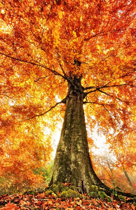 Herbst Baum Kostenloses Stock Bild Public Domain Pictures