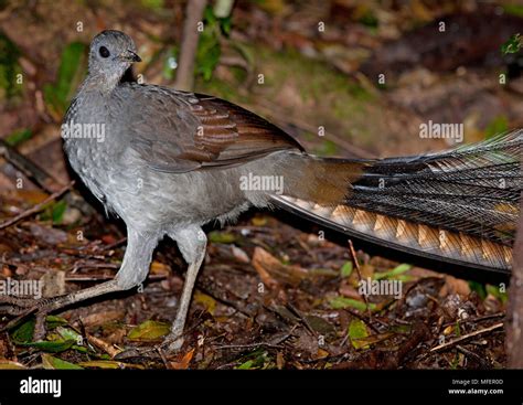 What Does A Male Superb Lyrebird Look Like Fqrv