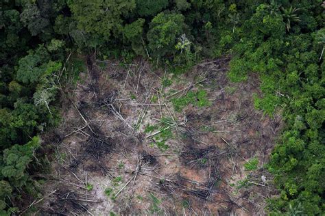 Los Devastadores Impactos De La Deforestación En Colombia Wwf
