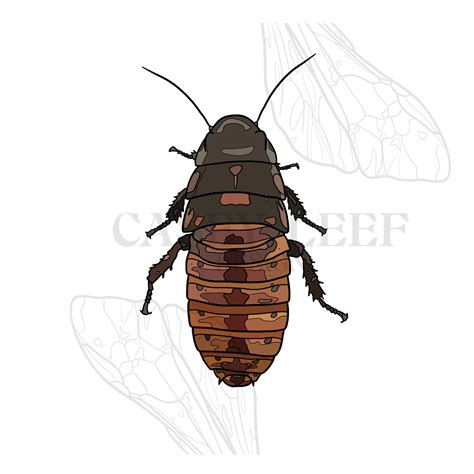 Madagascar Hissing Cockroach Sticker 195x3 In Hydro Flask Etsy