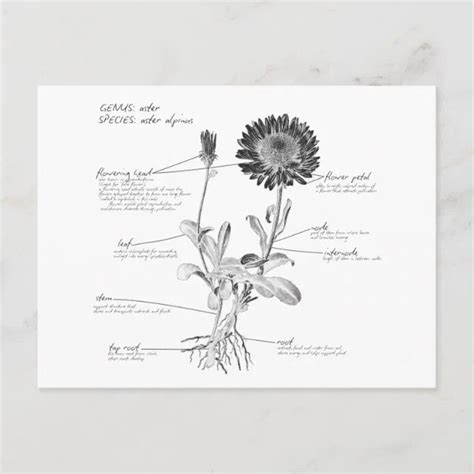 Annotated Botanical Diagram Postcard Zazzle