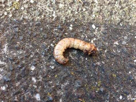 Fruit Trees Home Gardening Apple Cherry Pear Plum Fruit Tree Borer Australia