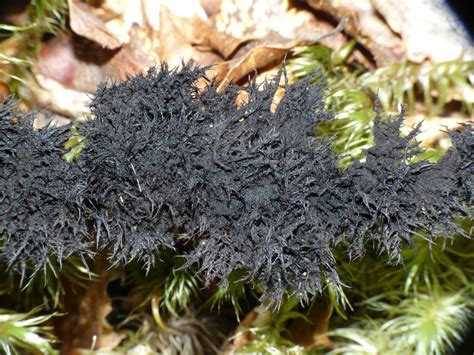 Higher Ascomycetes From Tasman District Tasman New Zealand On March 9